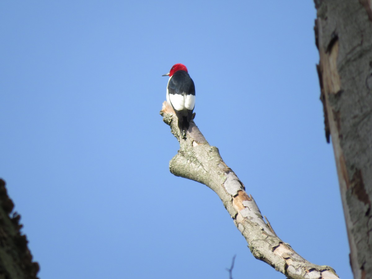 eBird Checklist - 29 Apr 2023 - Cincinnati Nature Center--Rowe Woods ...