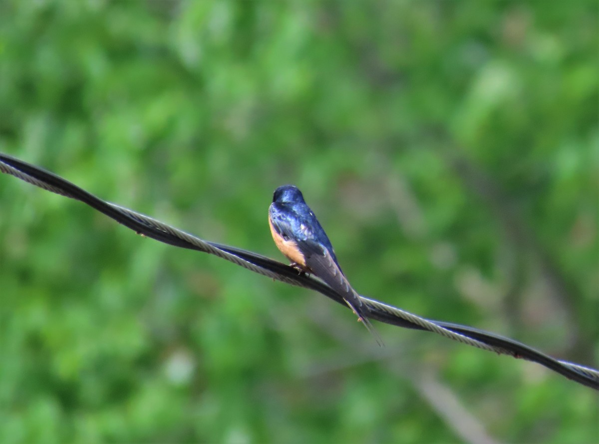 eBird Checklist - 29 Apr 2023 - Redden State Forest--Jester Tract - 13 ...