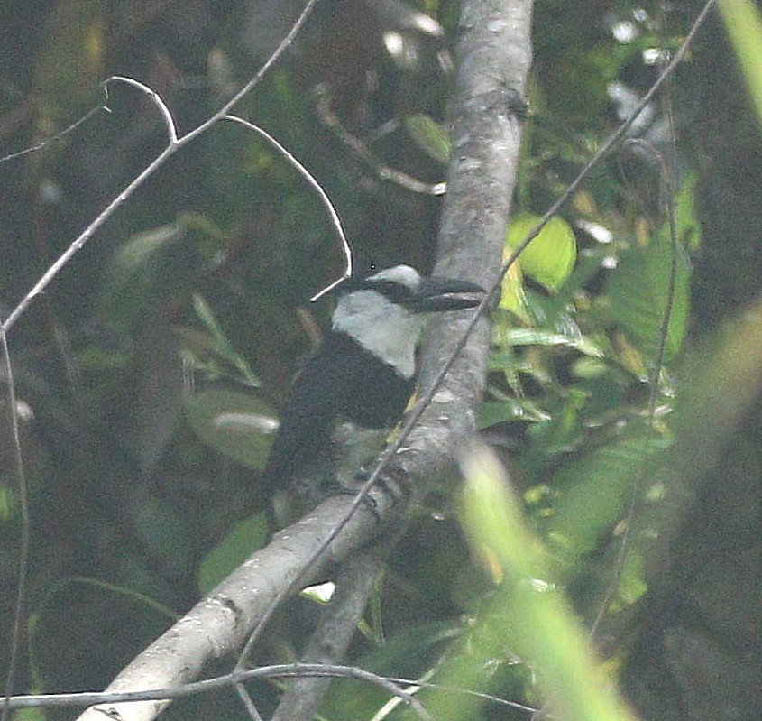 Pennsylvania eBird Checklist - 14 Apr 2023 - Carretera Pacífica ... Pennsylvania eBird Checklist - 14 Apr 2023 - Carretera Pacífica ...