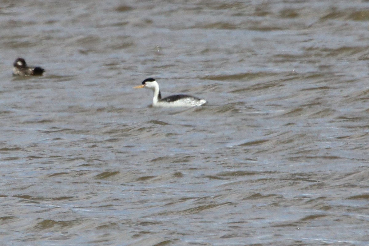 eBird Checklist - 28 Apr 2023 - Russell Lakes SWA - 43 species (+1 ...