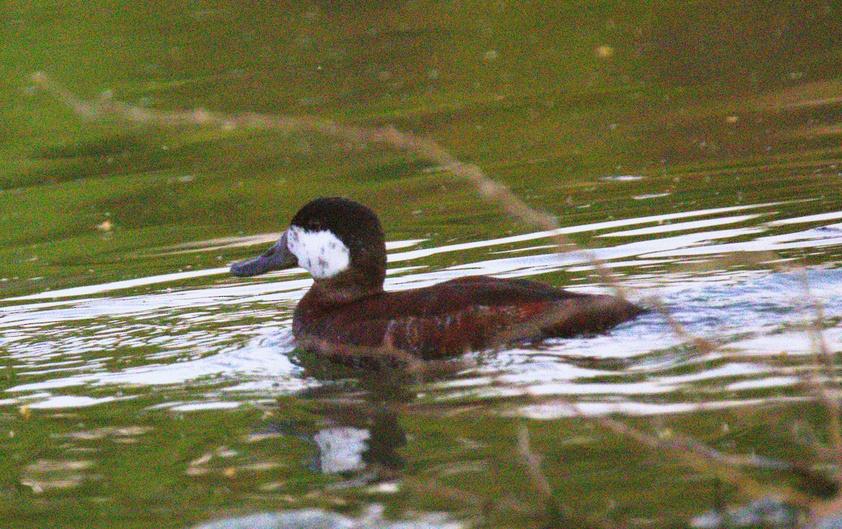 eBird Checklist - 28 Apr 2023 - Riparian Preserve at Gilbert Water ...