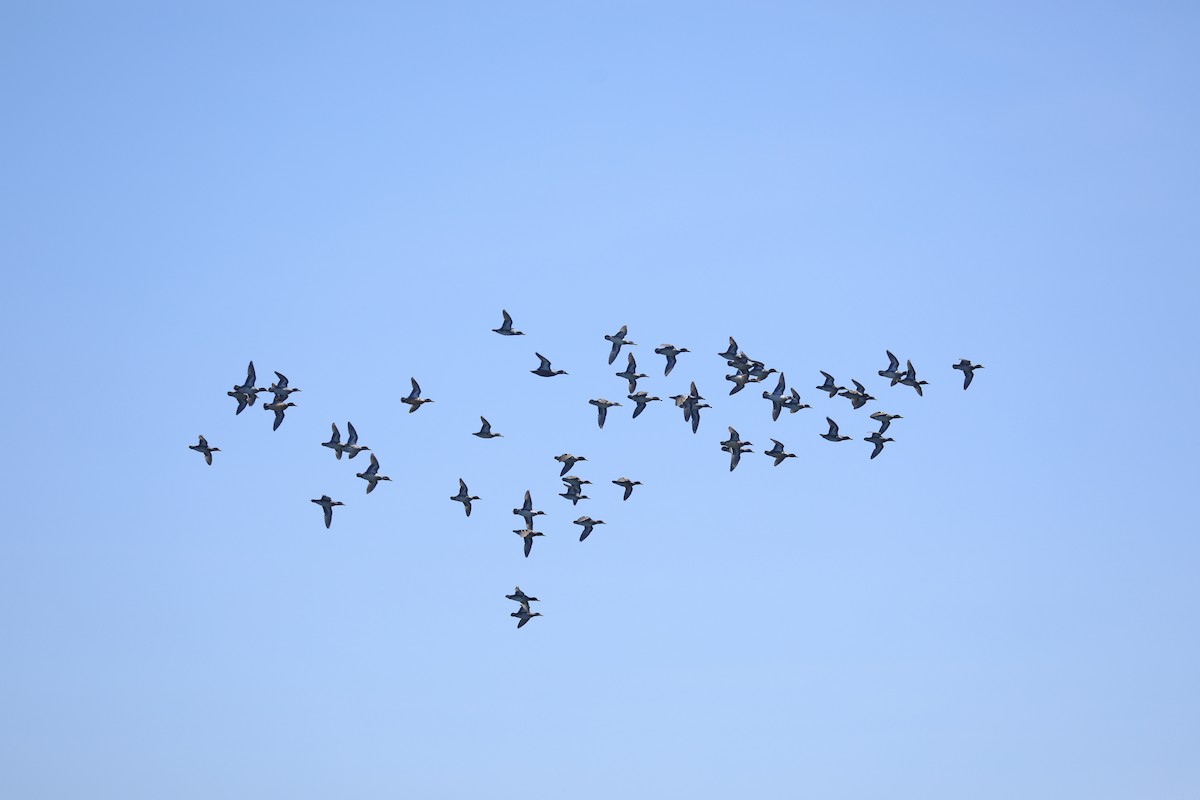 eBird Checklist - 26 Apr 2023 - Castle Rock NWR - 53 species (+4 other ...