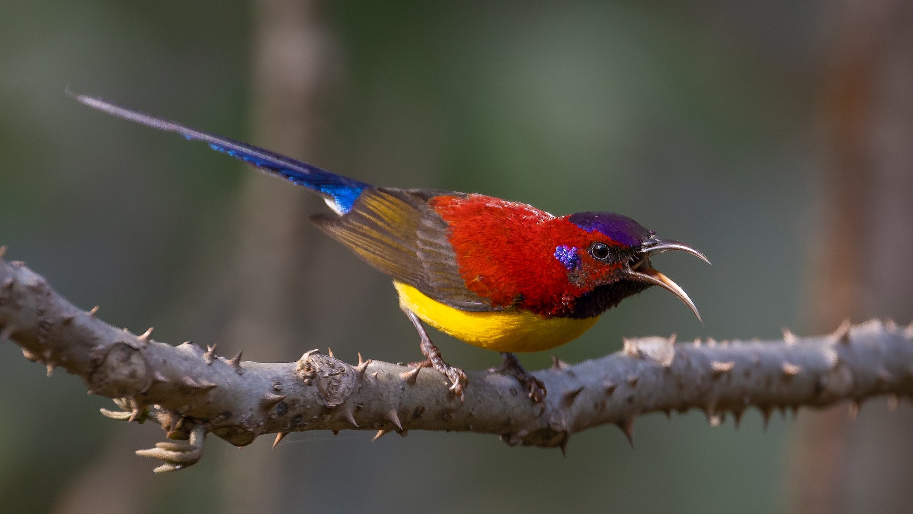 Mrs. Gould's Sunbird (Yellow-breasted) - eBird