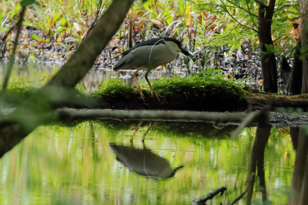 eBird Checklist - 24 Apr 2023 - Swamp of Toa IBA--Chickasawhatchee WMA ...