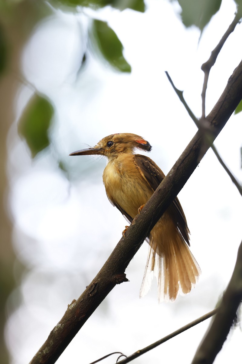 Tropical Royal Flycatcher (Pacific) - eBird