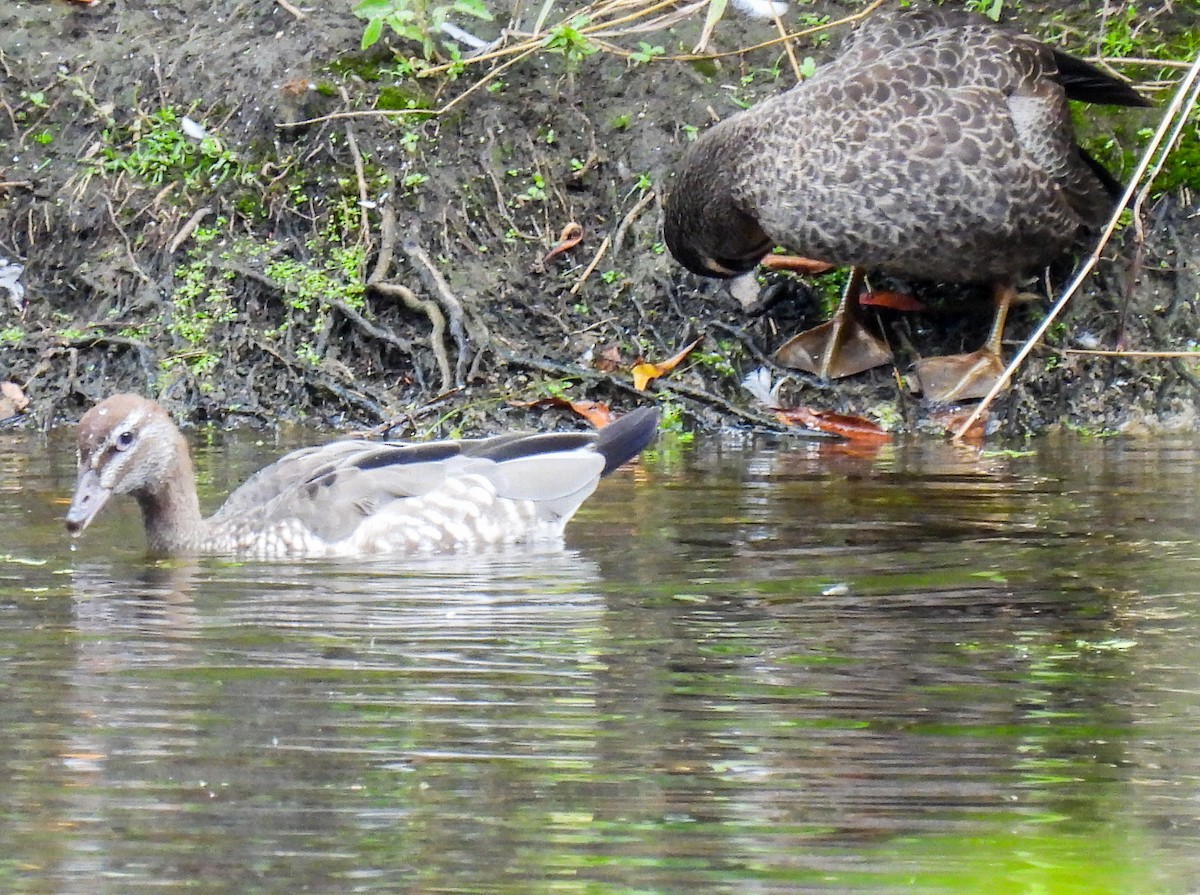 eBird Checklist - 25 Apr 2023 - Kumbartcho Sanctuary - 18 species