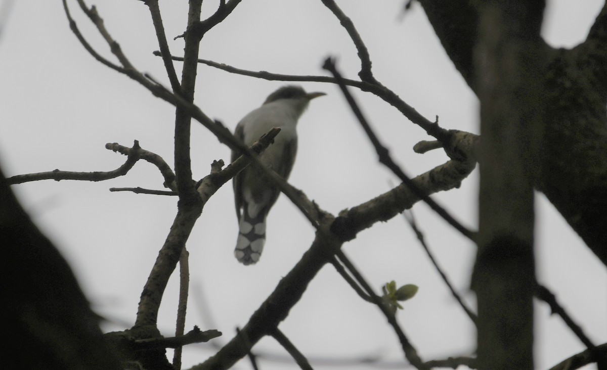 eBird Checklist - 30 Apr 2023 - Silver Lake Park/Nature Center - 60 species