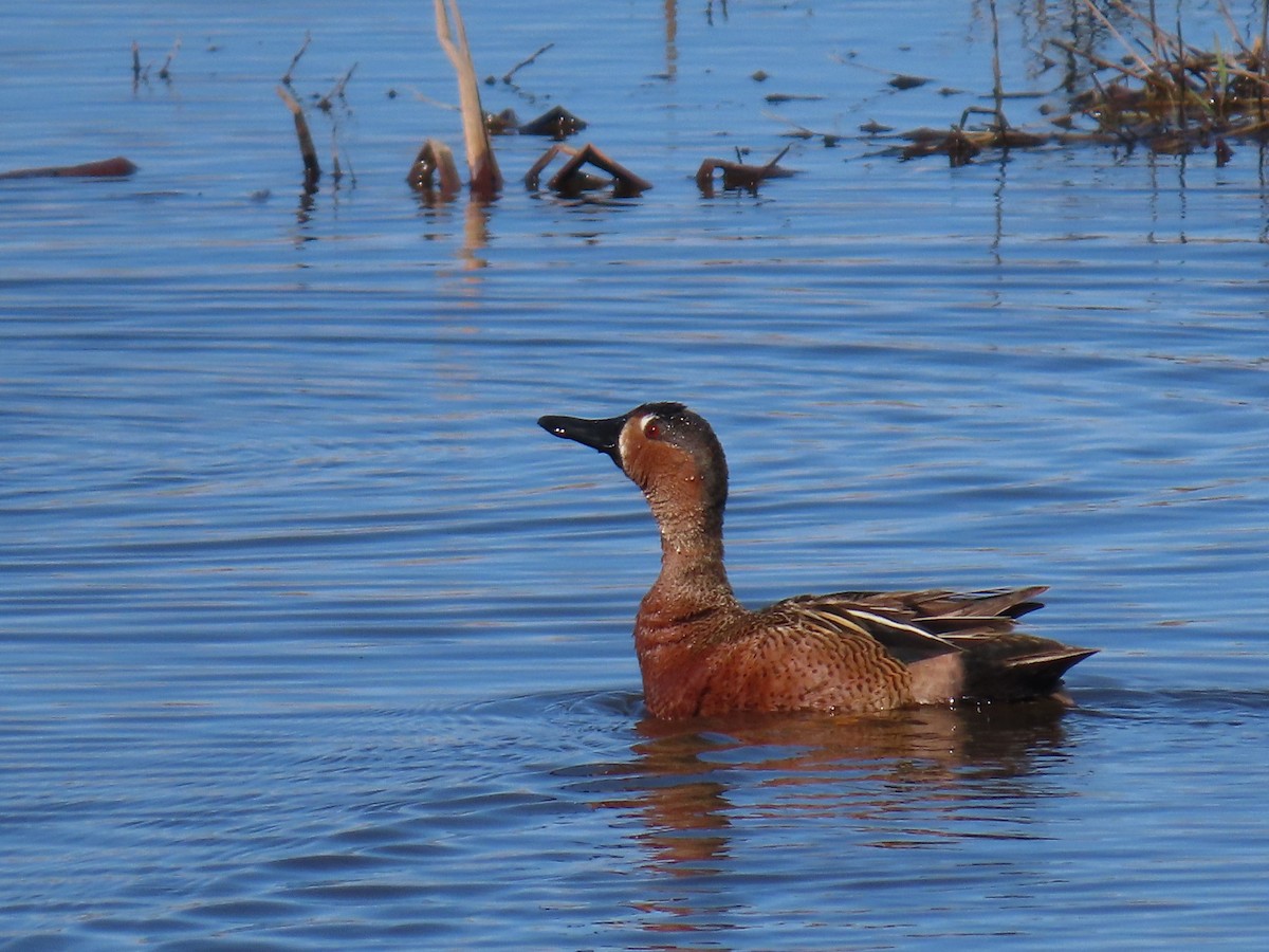 eBird Checklist - 29 Apr 2023 - Malheur NWR--Headquarters - 42 species ...