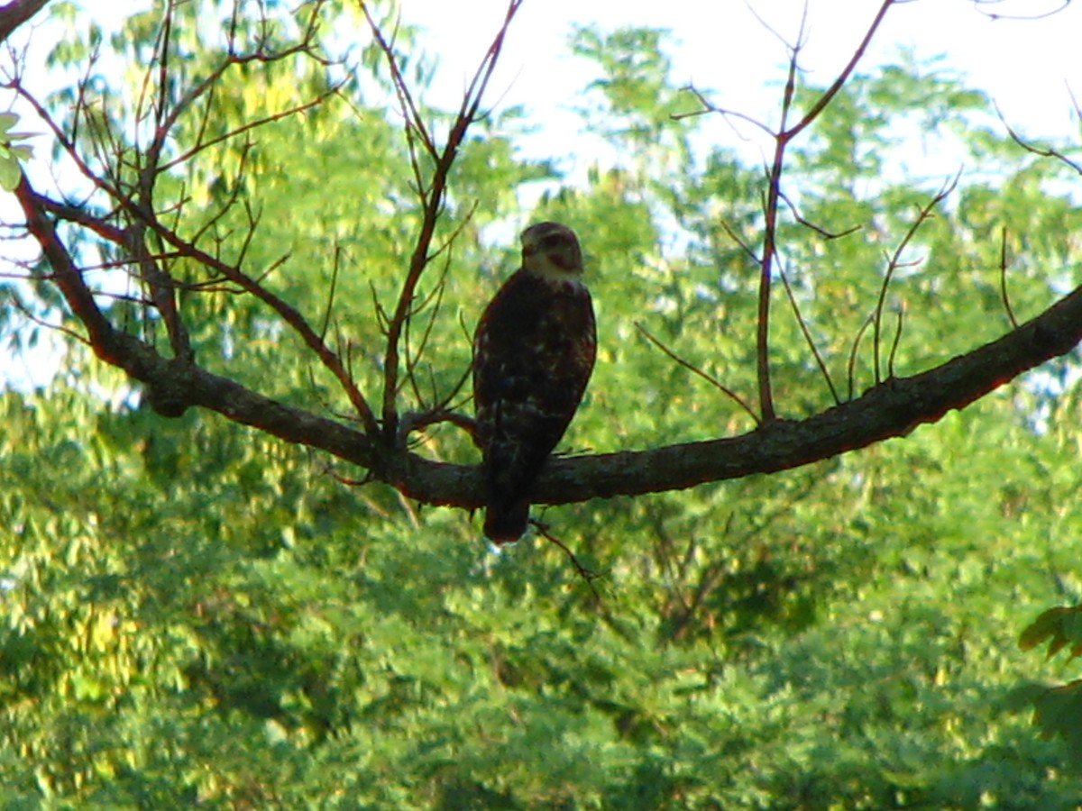 eBird Checklist - 1 Sep 2008 - Farley Farm - 30 species