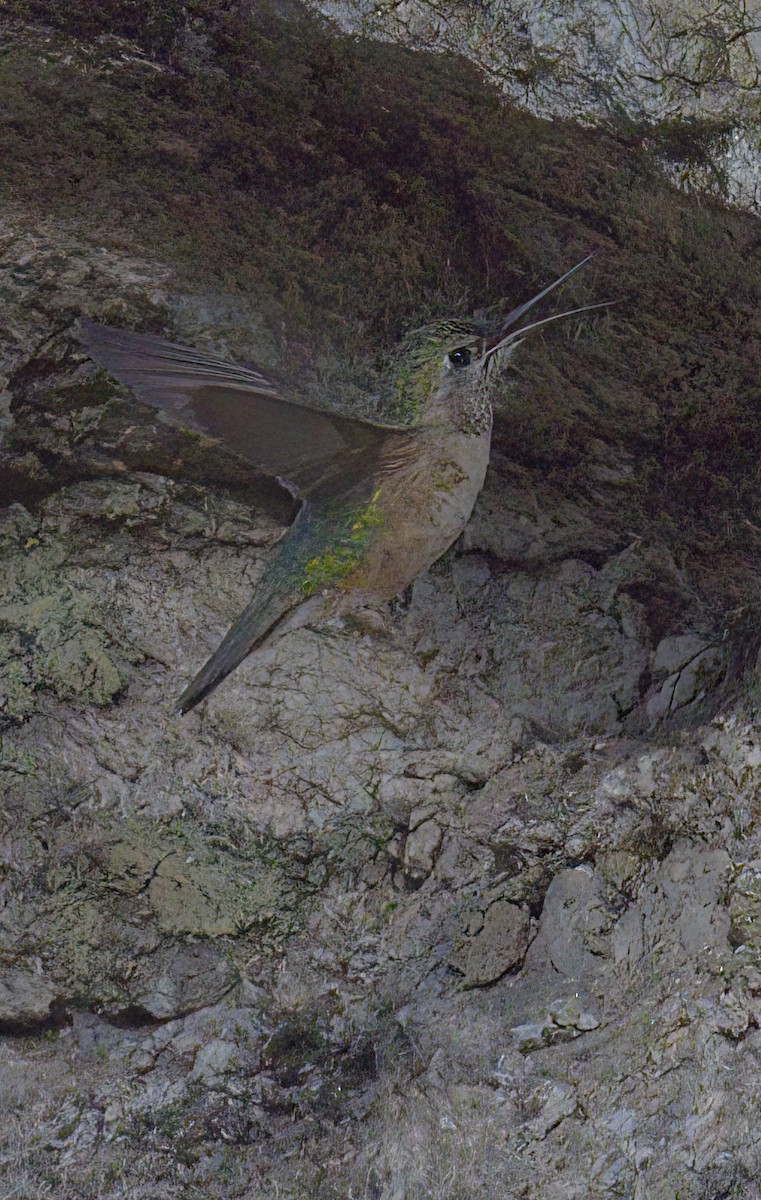 eBird Checklist - 30 Apr 2023 - Mt. Lemmon--Rose Canyon and Lake - 31 ...