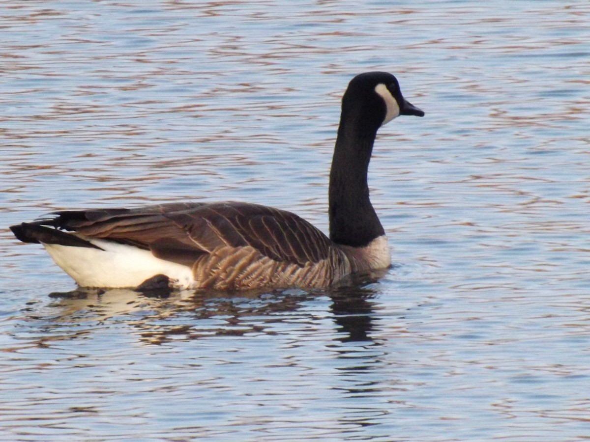 eBird Checklist - 30 Apr 2023 - Toronto--Colonel Samuel Smith Park - 7 ...