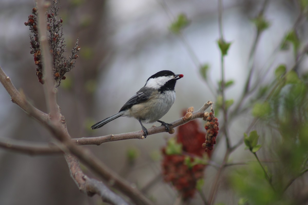 eBird Checklist - 30 Apr 2023 - Bay Co. to Saginaw Co. River Rail Trail ...