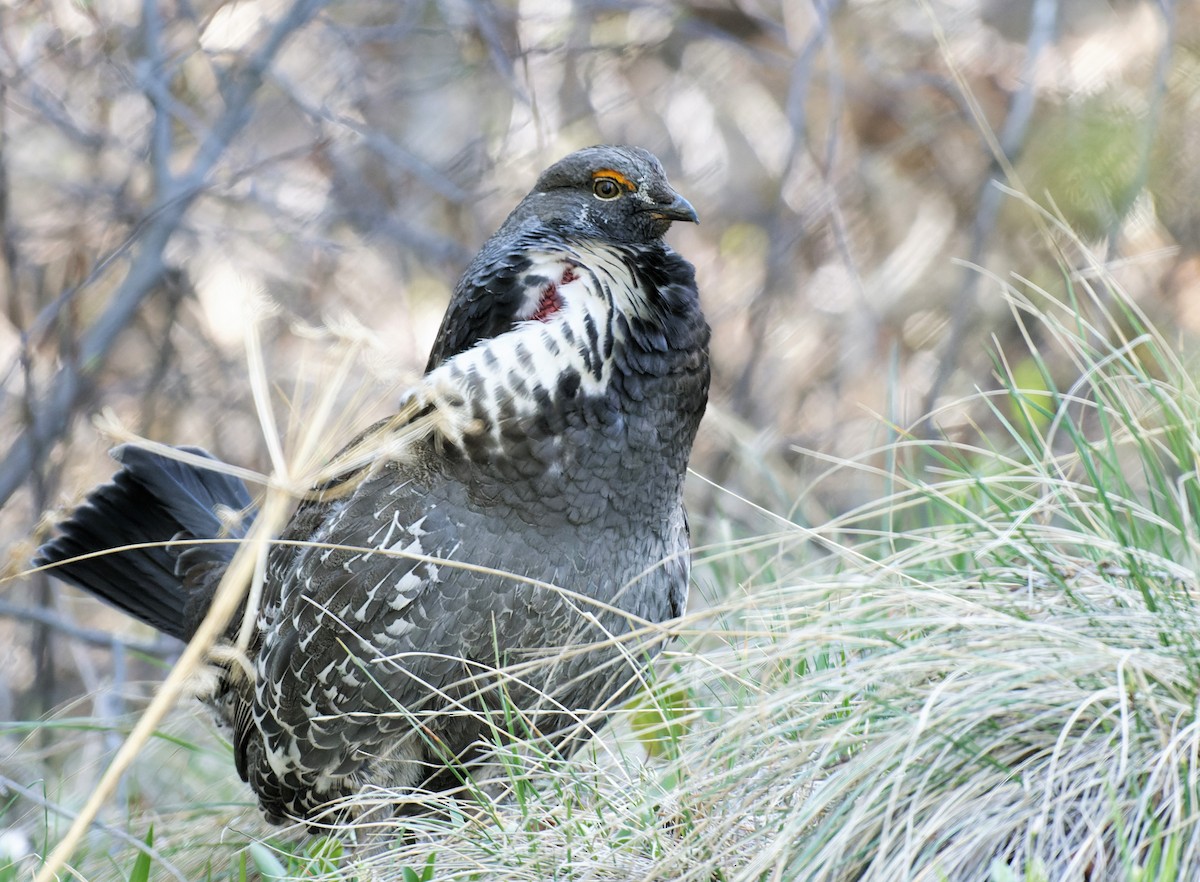 eBird Checklist - 30 Apr 2023 - 59910, Big Arm US-MT 47.76515, -114. ...