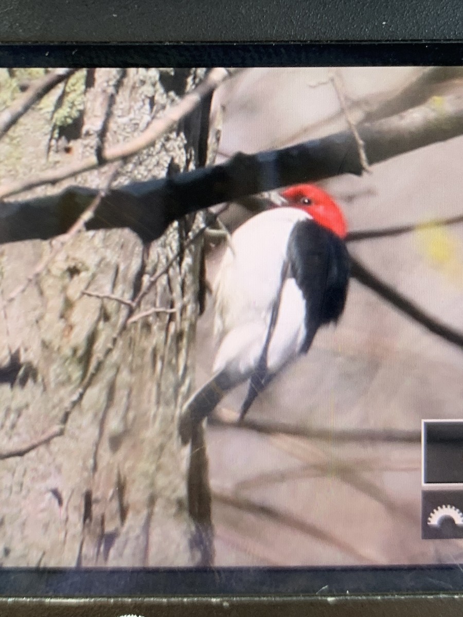 eBird Checklist - 30 Apr 2023 - Point Pelee National Park (general ...