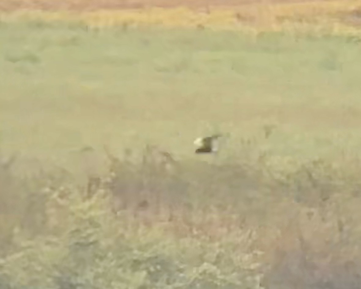 eBird Checklist - 30 Apr 2023 - Struble Lake - 14 species