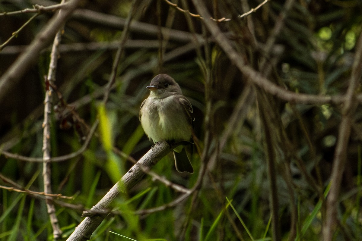 eBird Checklist - 30 Apr 2023 - Canal Bolivia, Engativá - 10 species (+1 other taxa)