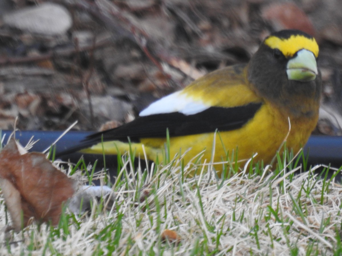 eBird Checklist - 30 Apr 2023 - Pine Ridge Neighborhood - 10 species