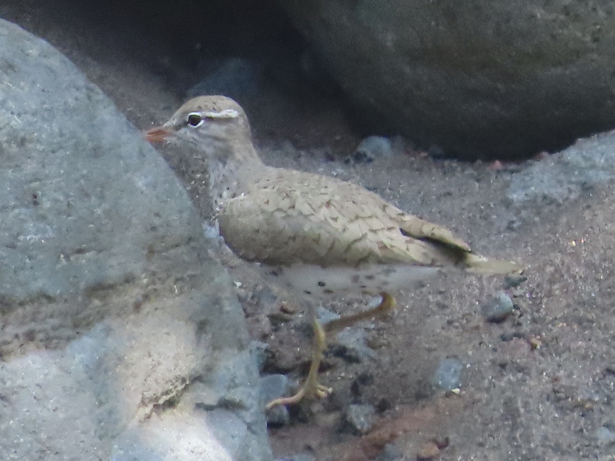 eBird Checklist - 30 Apr 2023 - Macho de Monte - 48 species
