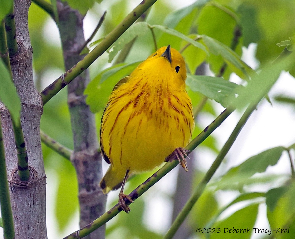 eBird Checklist - 30 Apr 2023 - Cary Institute of Ecosystem Studies ...