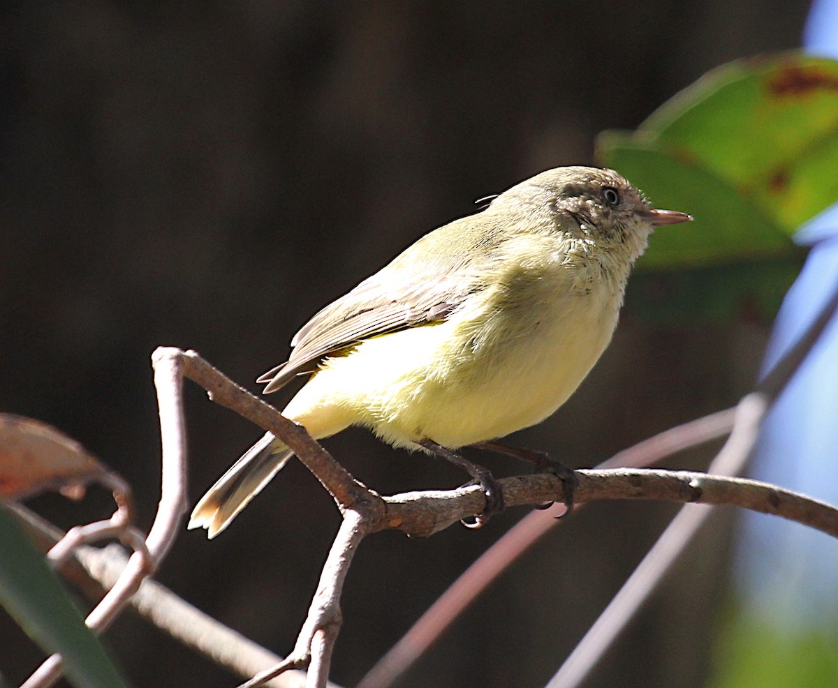 eBird Checklist - 30 Apr 2023 - Mount Coot-tha Reserve--Reservoir Trail ...