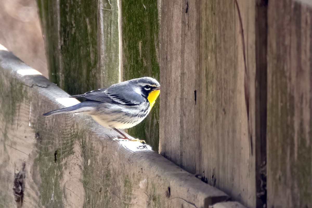 eBird Checklist - 27 Dec 2022 - Phinney Nature Park - 1 species