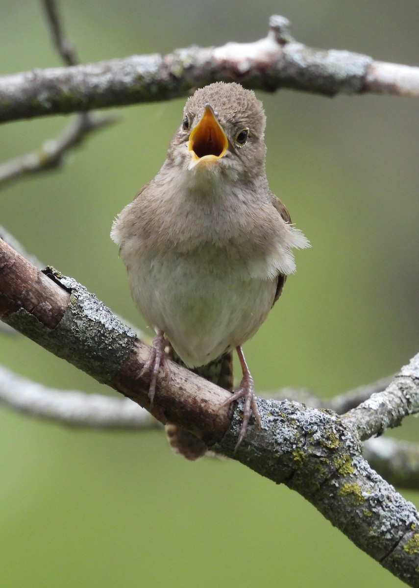 eBird Checklist - 30 Apr 2023 - Woodlawn Cemetery, Toledo - 33 species