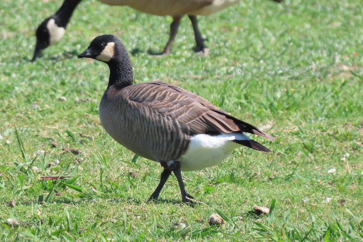 eBird Checklist - 29 Apr 2023 - Dave DeSante Memorial eBird Checklist ...