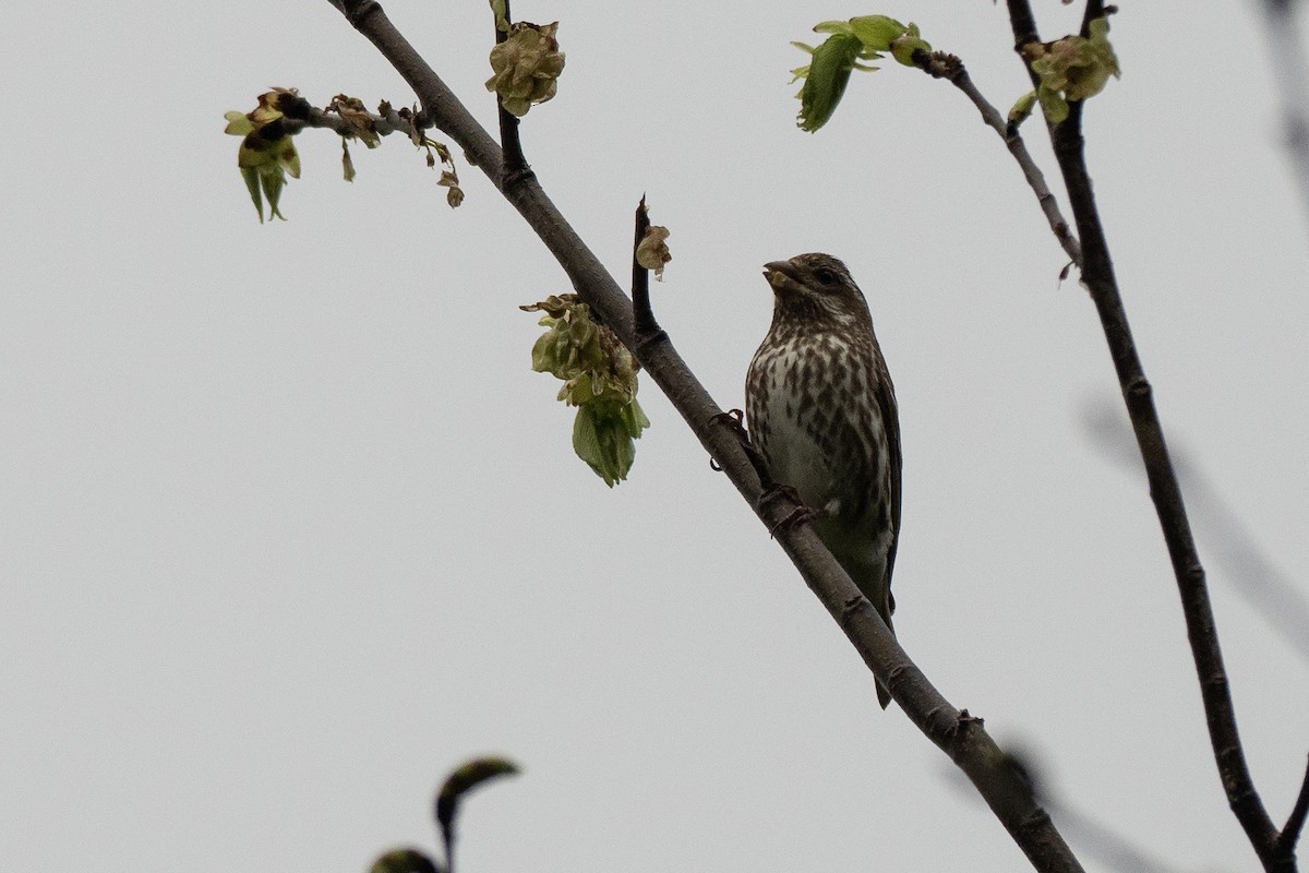 eBird Checklist - 30 Apr 2023 - Pine Quarry Park - 58 species