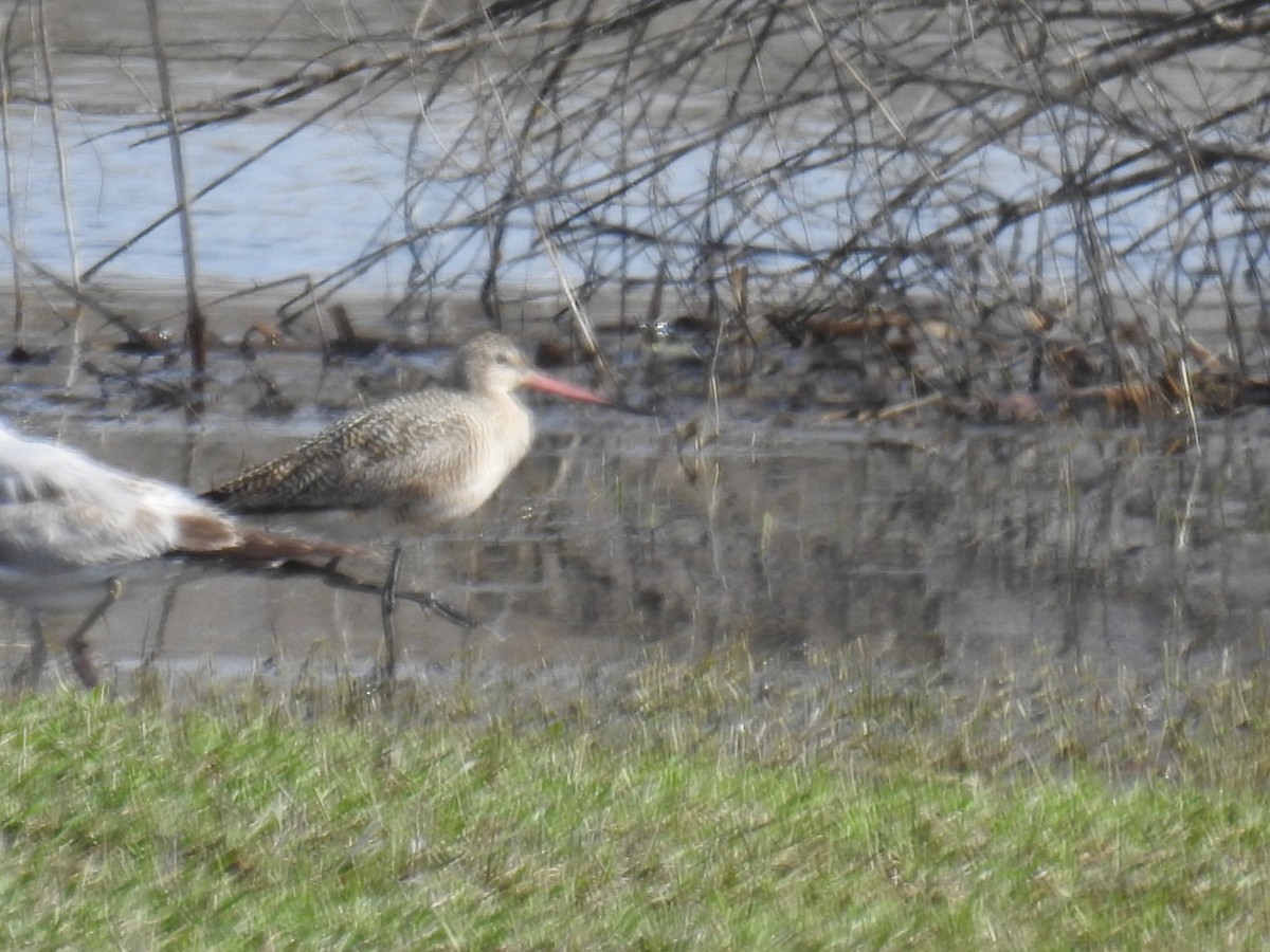 eBird Checklist - 30 Apr 2023 - Little Rascals Fishing Area - 20 species