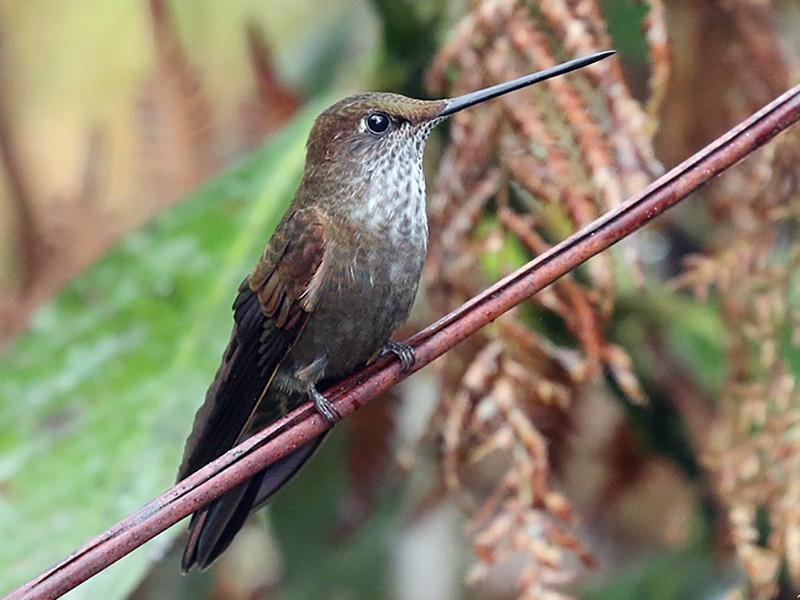 Bronzy Inca - eBird