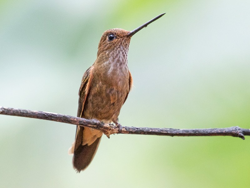 Bronzy Inca - eBird