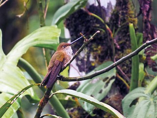 Bronzy Inca - eBird