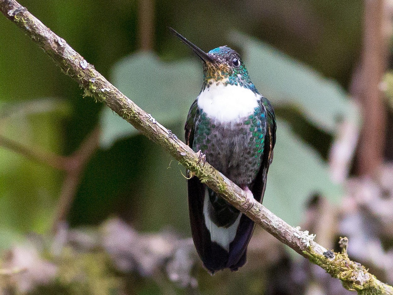 Collared Inca - eBird
