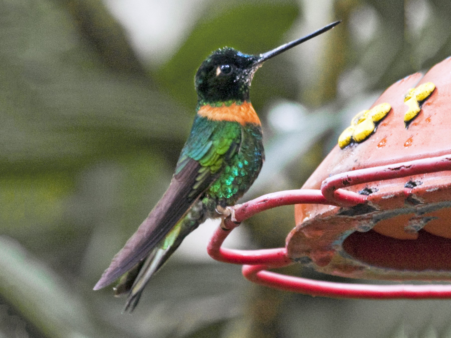 Inca acollarado - eBird