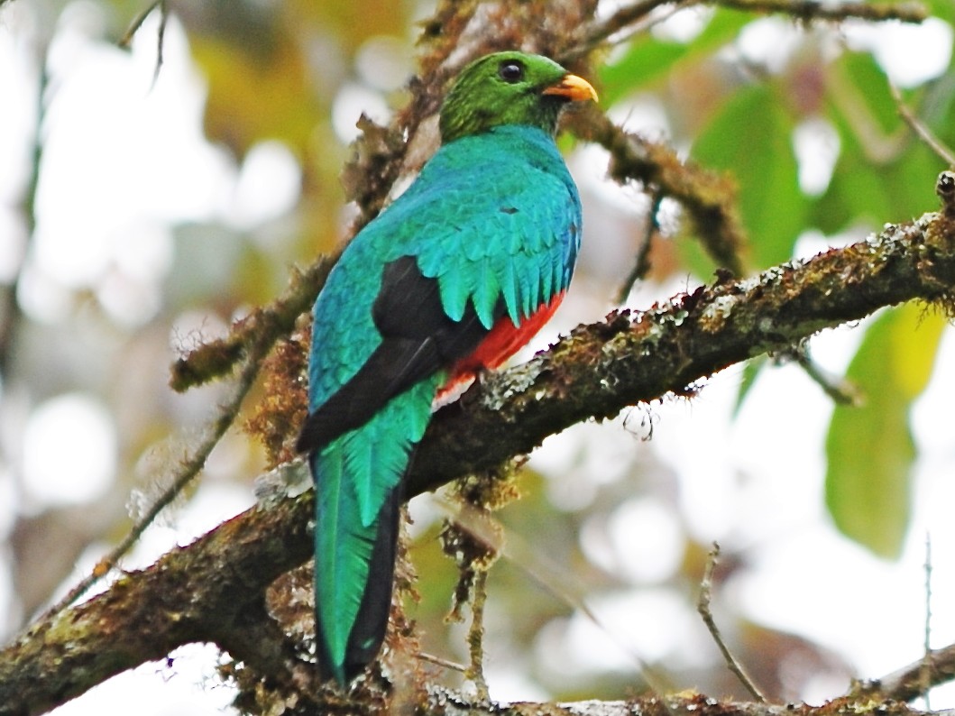Female Quetzal Bird