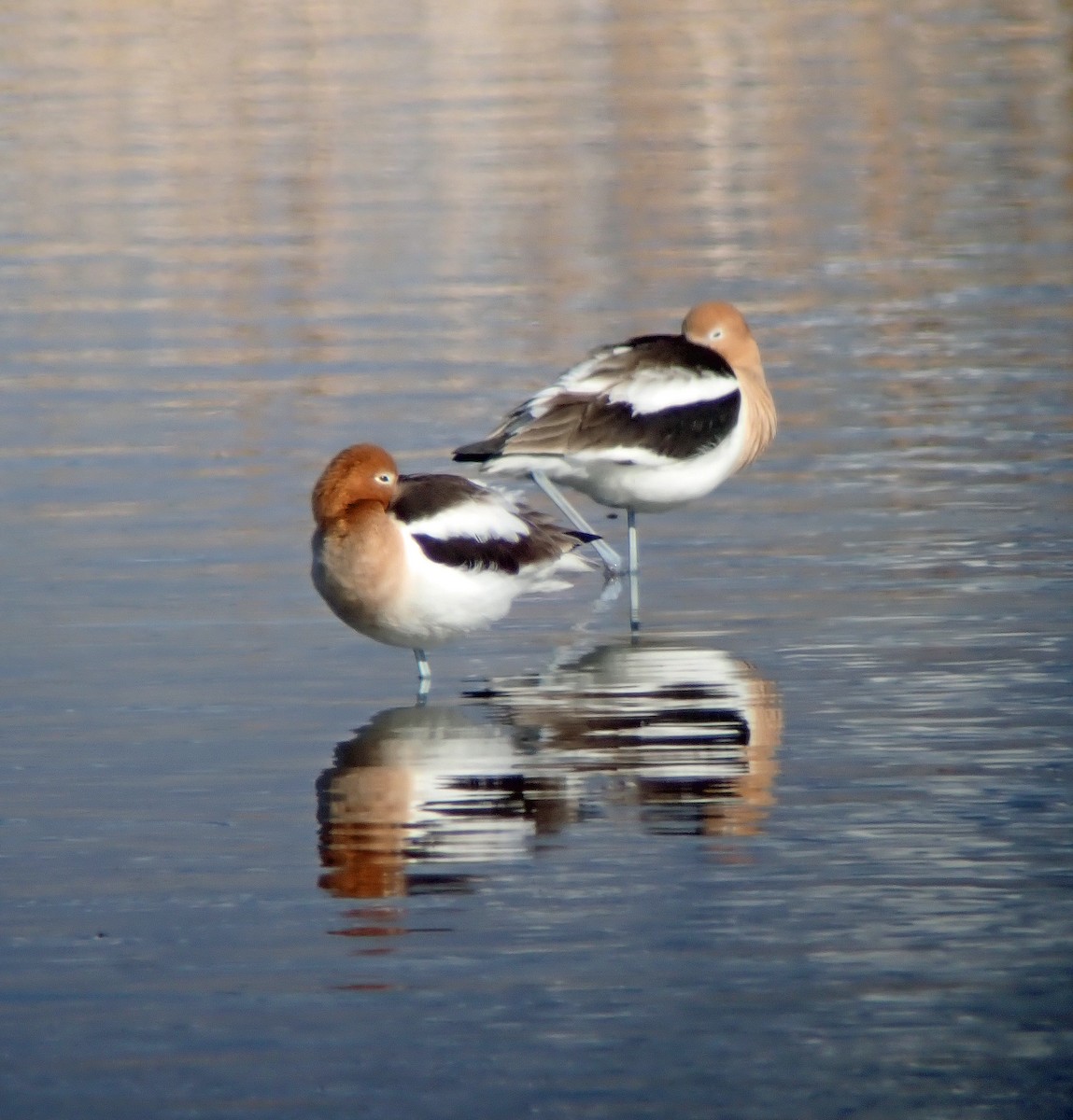 eBird Checklist - 30 Apr 2023 - Warm Springs WMA--Ducks Unlimited Ponds ...
