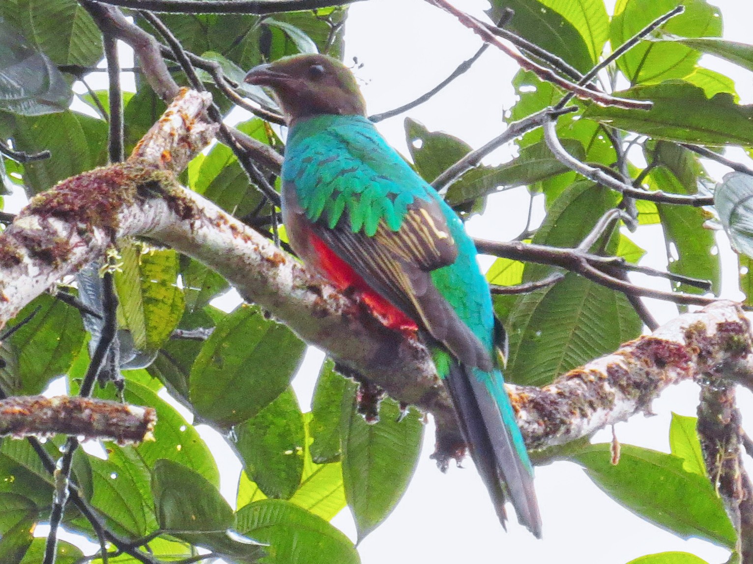 Golden-headed Quetzal - eBird