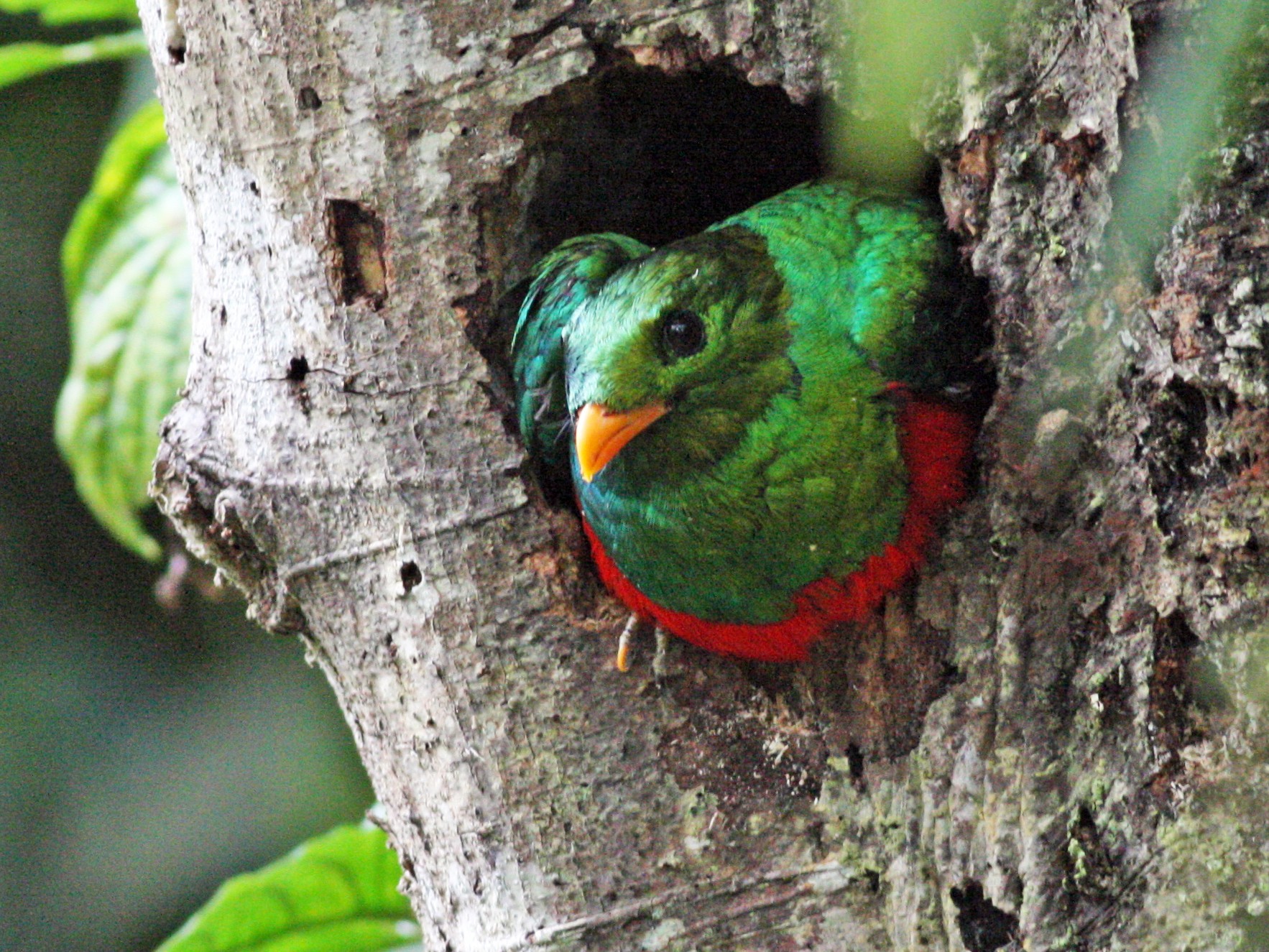 Golden-headed Quetzal - eBird