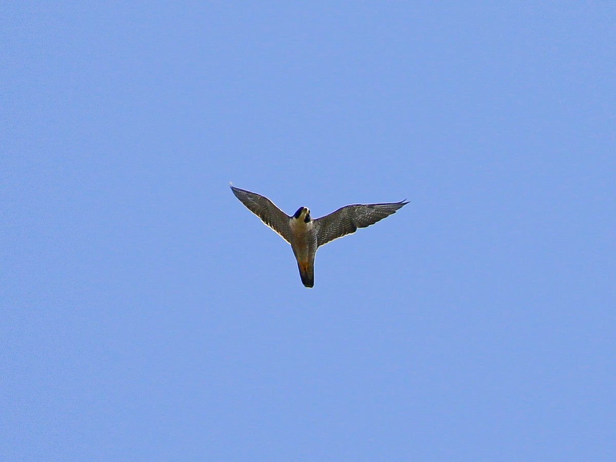 eBird Checklist - 30 Apr 2023 - Highway39@5000ftElev.sign - 12 species