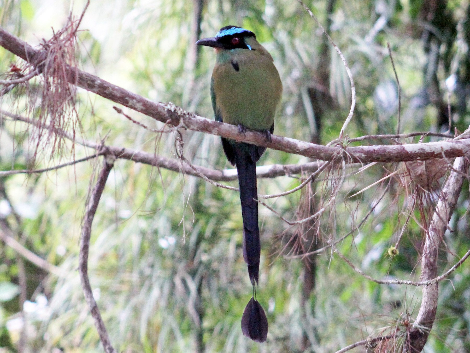 Andean Motmot - eBird