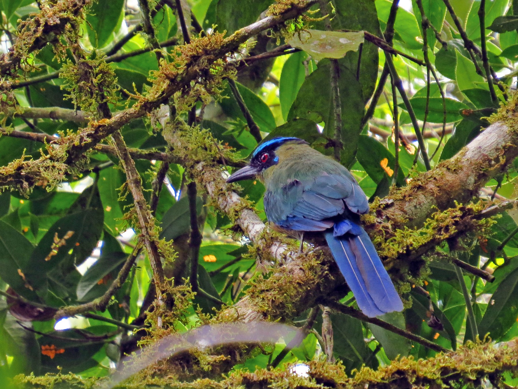 Andean Motmot - eBird