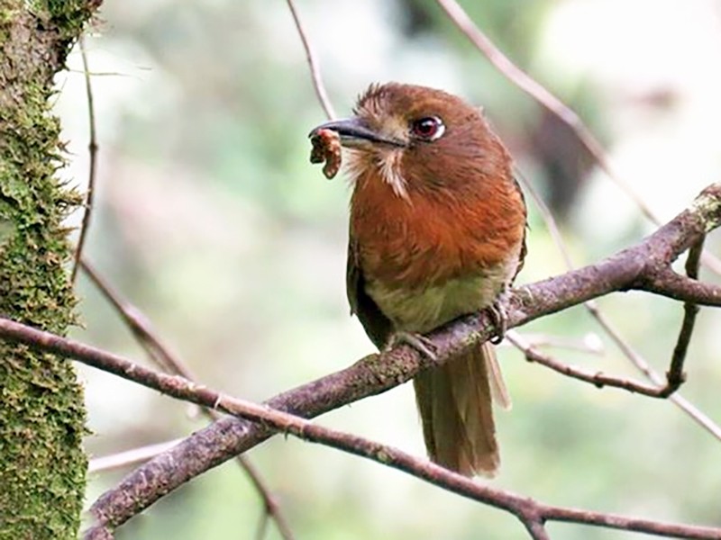 Moustached Puffbird - eBird