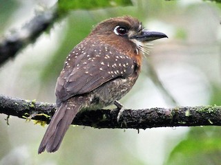 Moustached Puffbird - eBird