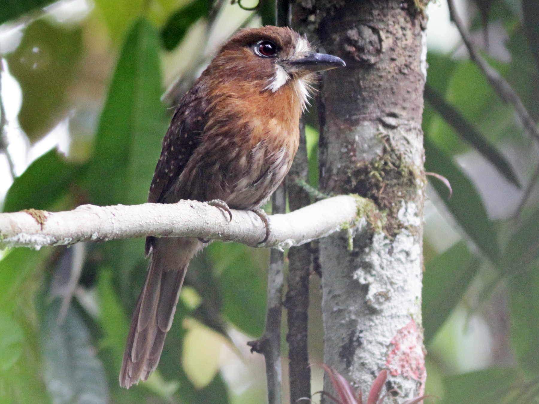 Moustached Puffbird - eBird