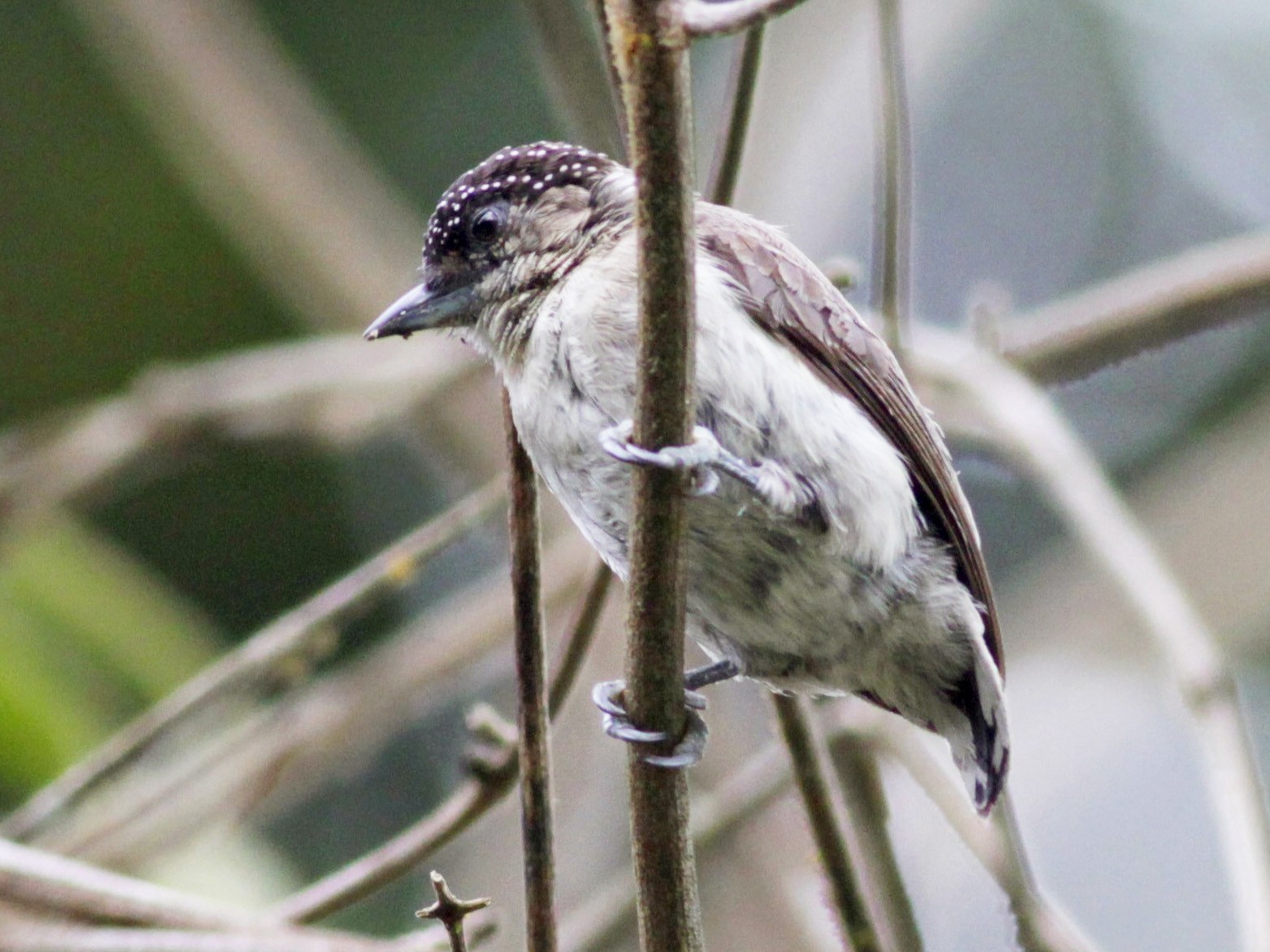 Greyish Piculet - eBird