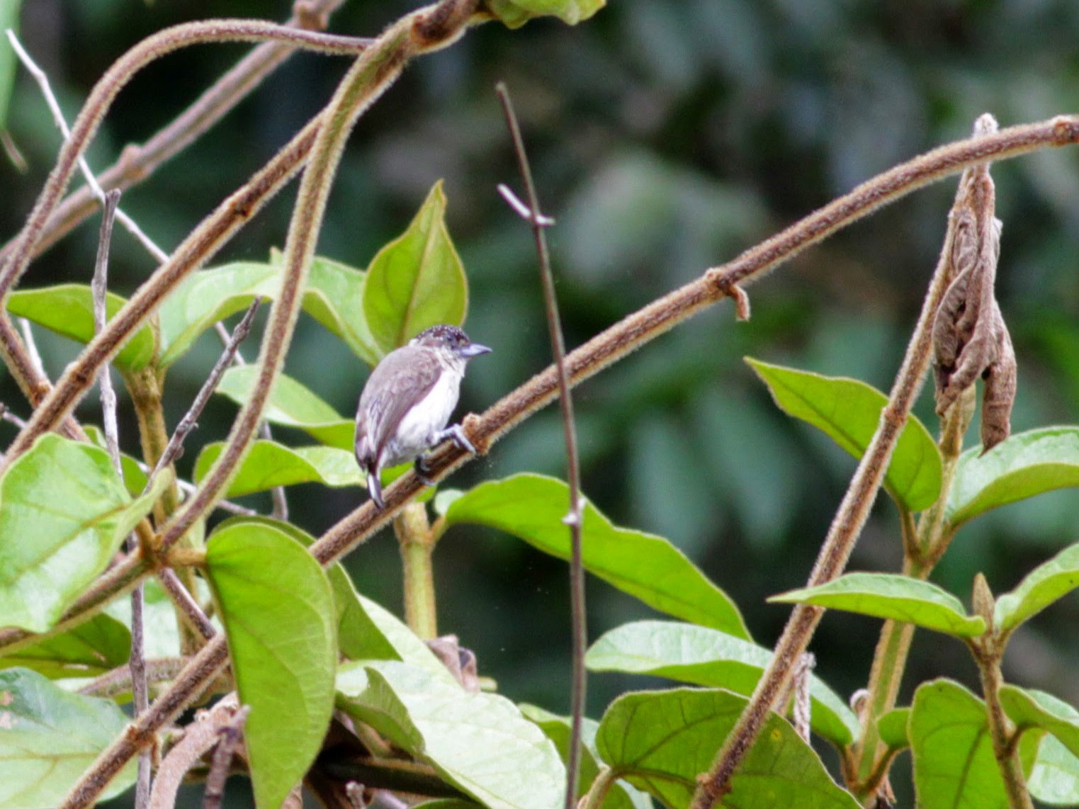 Grayish Piculet - eBird