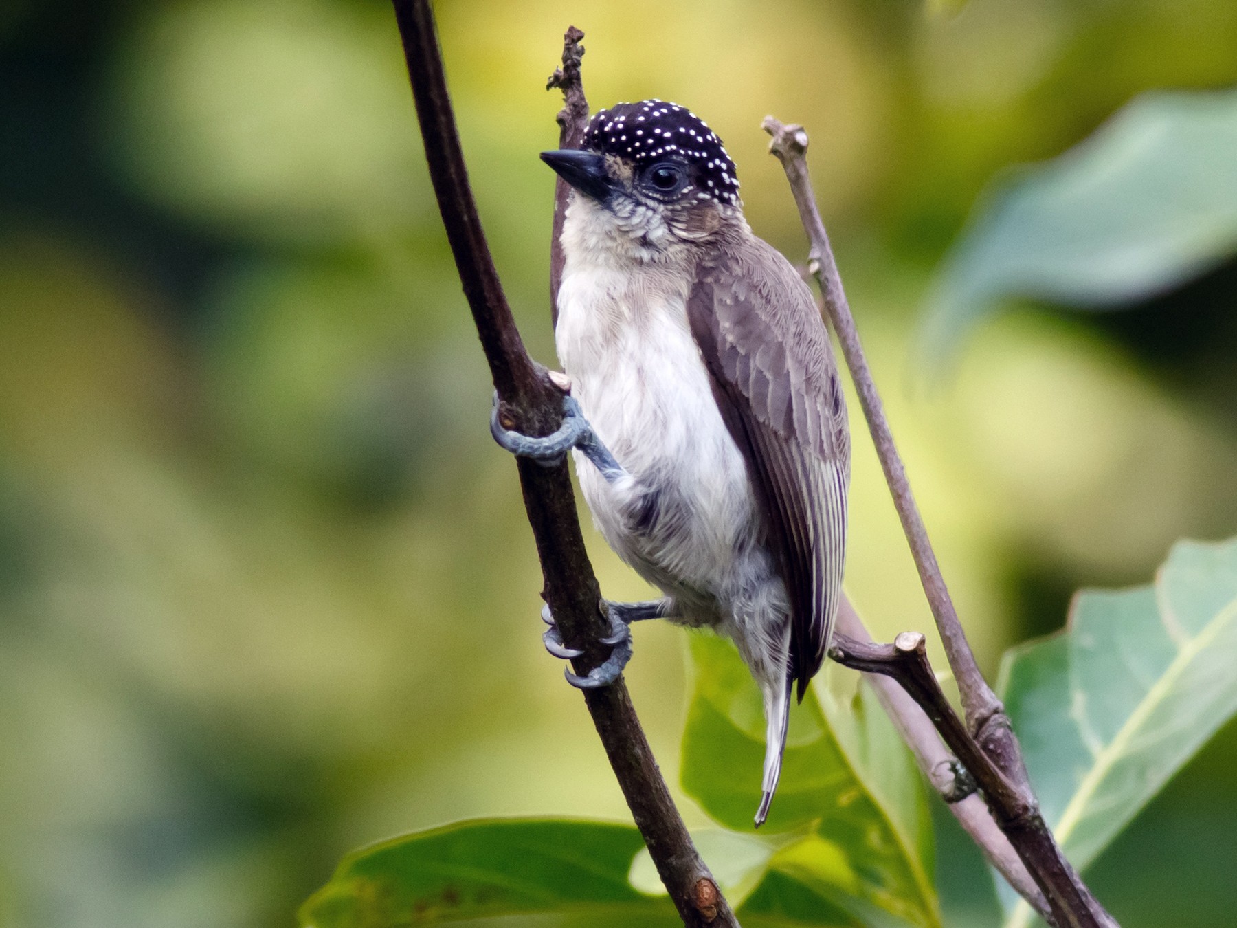 Greyish Piculet - eBird