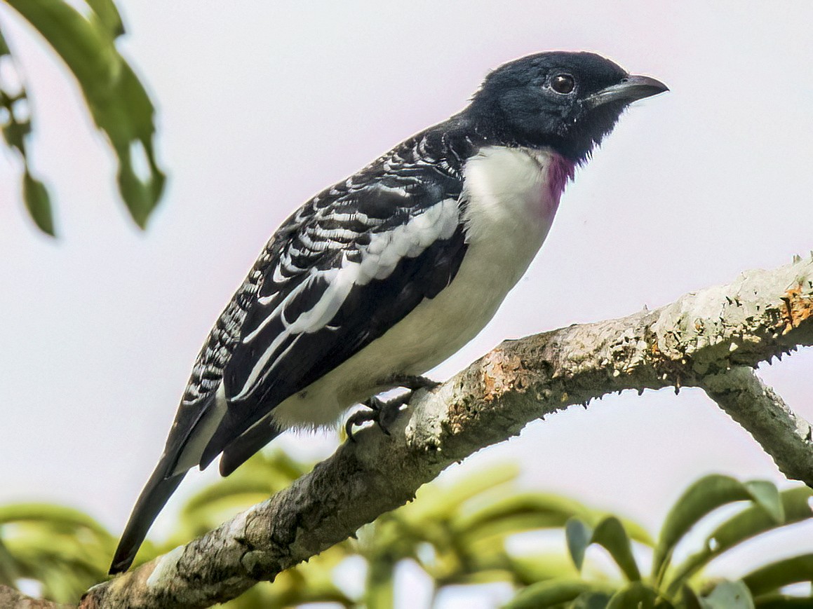 Purple-throated Cotinga - eBird