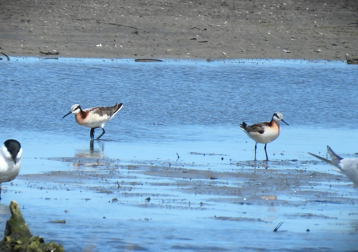 eBird Checklist - 30 Apr 2023 - Big Talbot Island SP--Spoonbill Pond ...