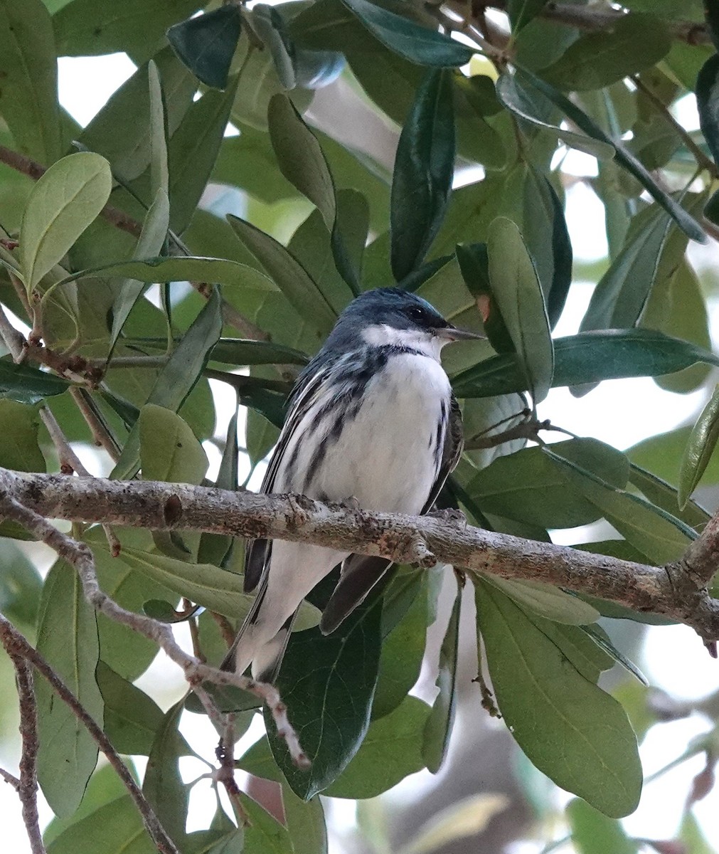 eBird Checklist - 30 Apr 2023 - Siesta Key--Glebe Park - 7 species